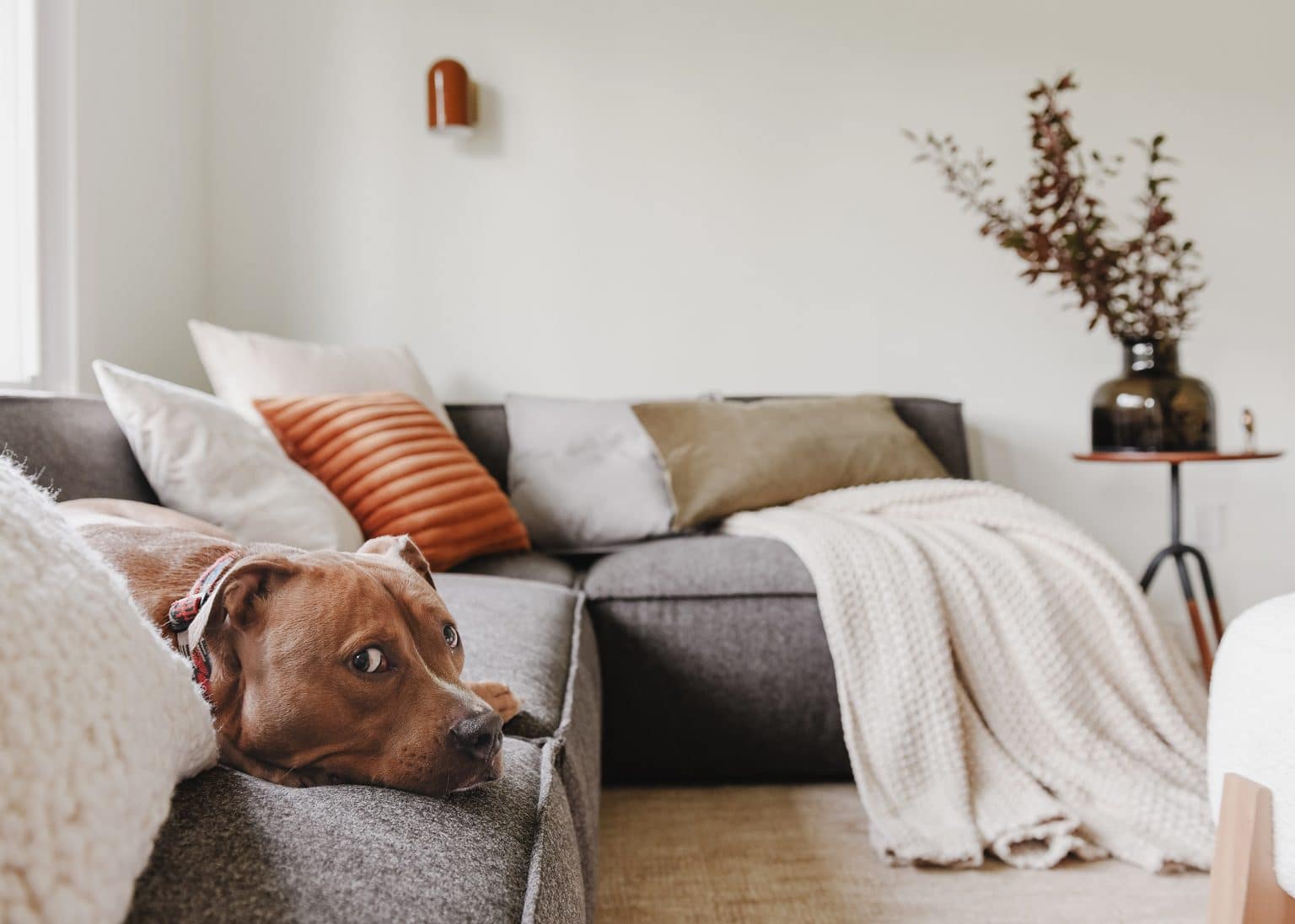 Our Tips and Tricks for Pet Friendly Photography! - Yellow Brick Home